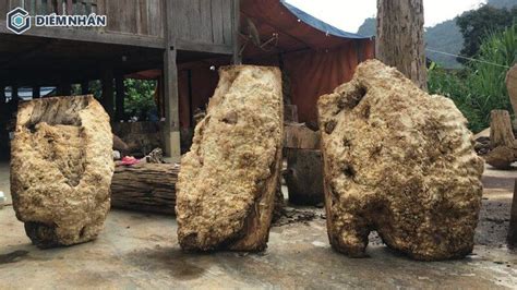 Gỗ Nu Là Gì Có Những Loại Nào Giá Gỗ Nu Bao Nhiêu Tiền