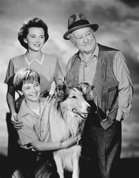 Che Razza Era Lassie 8 Segreti Del Cane Più Famoso Della Tv