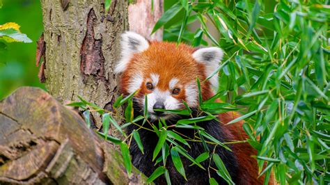 Download Wallpaper 3840x2160 Red Panda Wildlife Leaves Log 4k Uhd 16