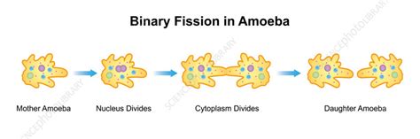 Amoeba Binary Fission Illustration Stock Image F0427838 Science
