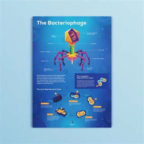 Bacteriophage Infographic Poster In A Nutshellkurzgesagt