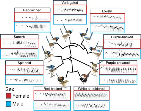 Sex Role Similarity And Sexual Selection Predict Male And Female Song