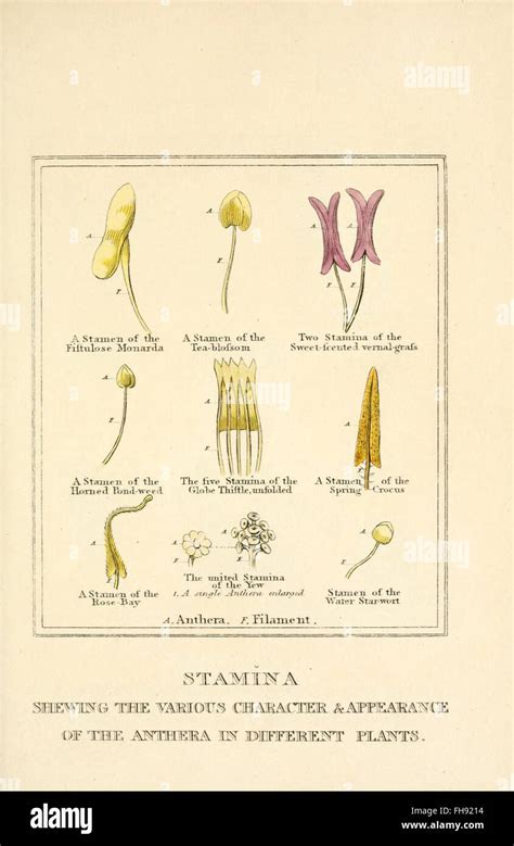 A Comprehensive Work On The Science Of Botany Covering Plant Classification And Various