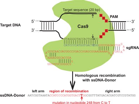 Figure 1 From Crispr Cas9 Sgrna Mediated Targeted Gene Modification Confirms The Cause Effect