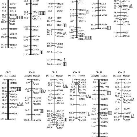 The Molecular Linkage Map And The Location Of The Main Effect Qtls