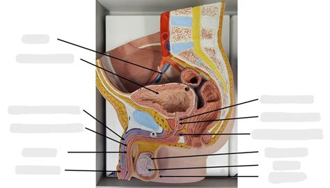 Bio Lab 101 Test 2 Male Reproductive System Diagram Quizlet