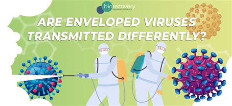 How An Enveloped Virus Is Transmitted Bio Recovery