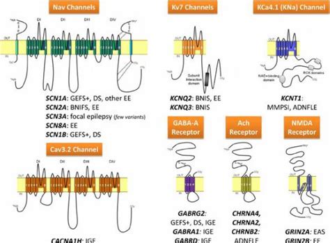 Norepinephrine Neurotransmitter Function