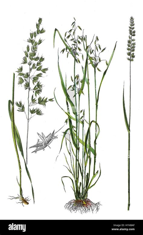 False Oat Grass Tall Oat Grass Tall Meadow Oat Arrhenatherum Elatius Left Common Oat