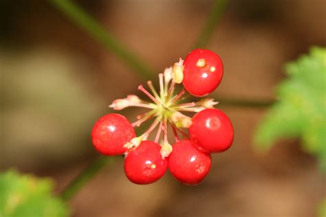 Smithsonian Insider Wild Ginseng In Steep Decline In Maryland Survey Reveals Qanda With
