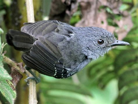 Parkers Antbird Birds Of Colombia