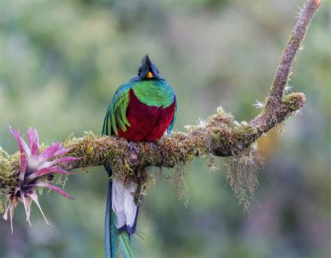 Quetzal Mohawk Backcountry Gallery Photography Forums