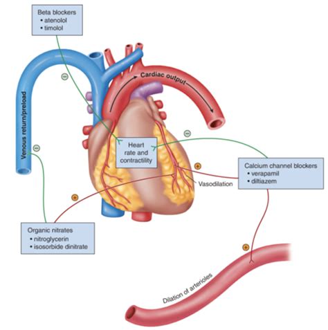 Perfusion Ischemia Pt 2 Flashcards Quizlet