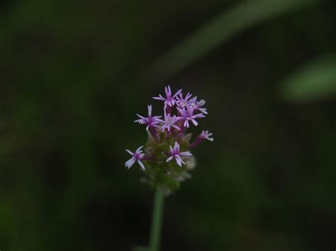 Juncus Brachyphyllus And The Case Of The Missing Prairies
