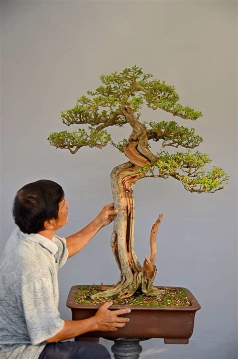 Bonsai Bonsai Art Bonsai Tree Bonsai