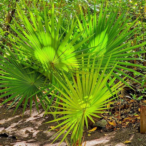 Dwarf Palmetto Tree Cold Hardy Low Maintenance Tropical Palm
