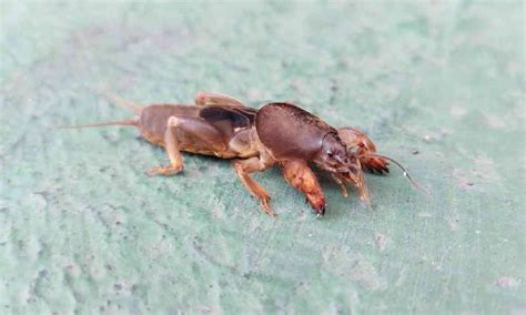 Arti Orong Orong Masuk Rumah Pertanda Apa