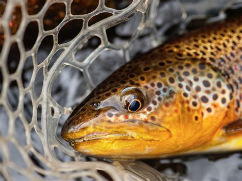 Montana Trout Species