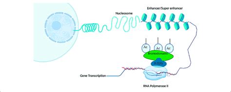 P Tefb Complex Associated Gene Transcription Bet Bromodomain