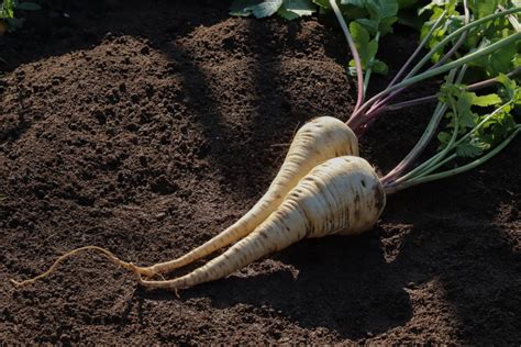 How To Grow Parsnips Diy Garden