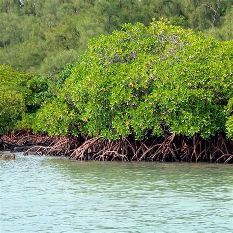 Planta De Mangle Rojo Rhizophora Mangle Propagulo Semilla Para Sembrar