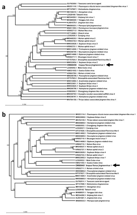 Phylogenetic Analysis Of The Amino Acid Sequence Of Nsp1 A And Nsp2