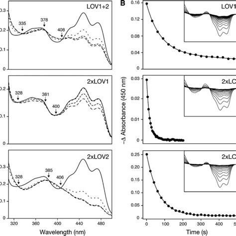 Subcellular Localization Of Phot1 Gfp And Domain Swap Proteins In N