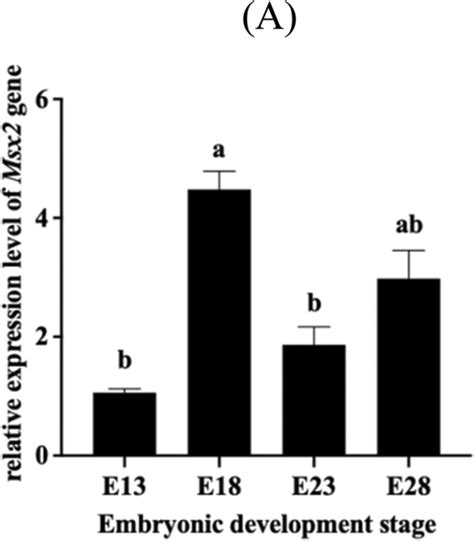 The Relative Expression Of Msx2 Gene Mrna In The Embryonic Stage Of