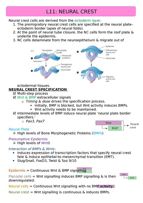L11 Sex Determination In Animals L11 Neural Crest Neural Crest