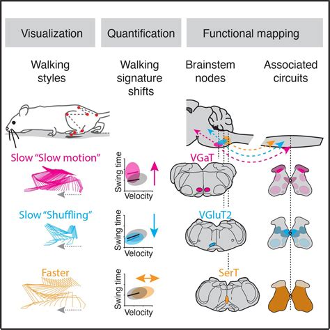 Contrasting Walking Styles Map To Discrete Neural Substrates In The Mouse Brainstem Biorxiv