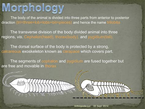 Trilobites Ppt