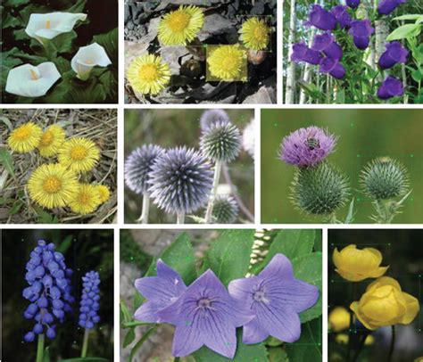 Oxford 102 Flower Dataset With Annotation Which Contains 102