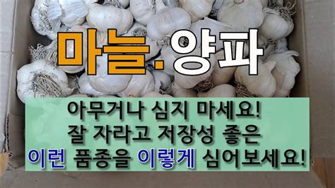 마늘 양파 아무거나 심지 마세요 잘 자라고 저장성 좋은 이런 품종을 이렇게 심어보세요 마늘가꾸기 양파가꾸기 마늘 양파