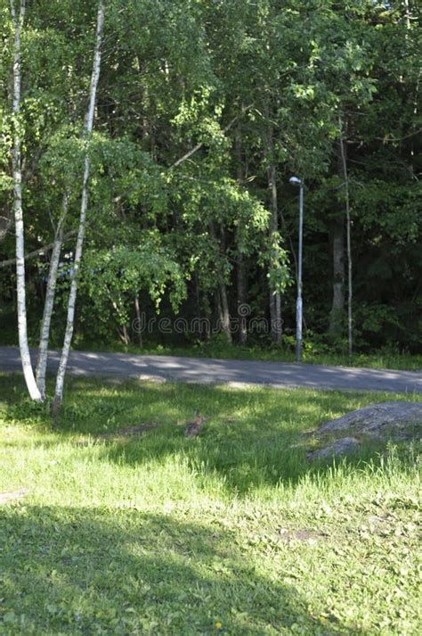 European Hare Sitting On Grass Near The Dirt Road Next To A Lush