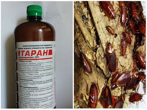 Самые эффективные средства от тараканов в квартире