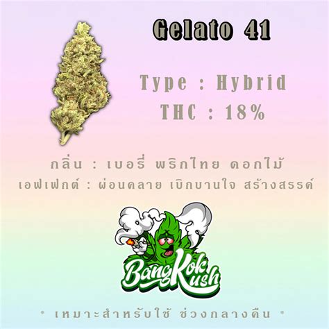 Gelato 41