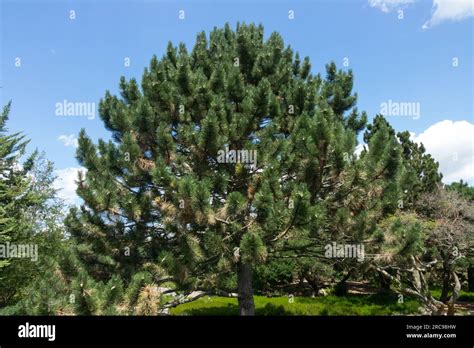Austrian Pine Tree European Black Pine Tree Pinus Nigra Tree Pinus Nigra Geant De Suisse Pine