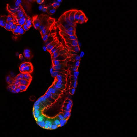 Lgr5 Gfp Phalloidin Dapi 20x B Laboratory For Stem Cell And Cancer Research