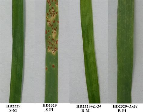the phenotypic expression of leaf rust on wheat nils after 2 weeks of