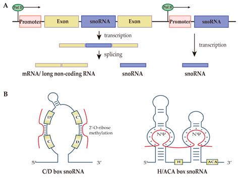 Small Nuclear Rna Function And Structure At Sam Curnow Blog