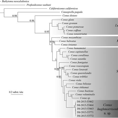 Bayesian Phylogenetic Tree Obtained With The Coi Gene Posterior