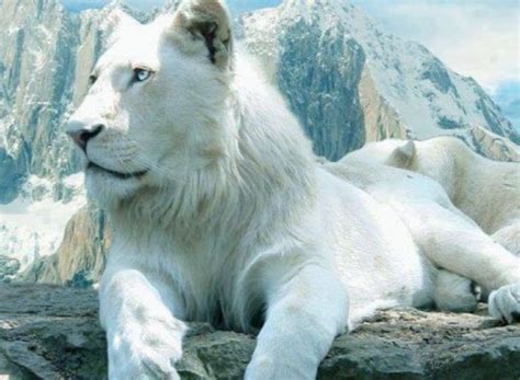 მსოფლიოს ყველაზე ძვირადღირებული 7 ცხოველი