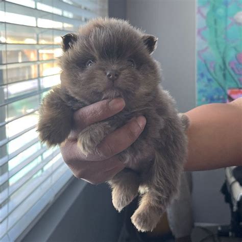 Is Lavender Pomeranian A Real Deal