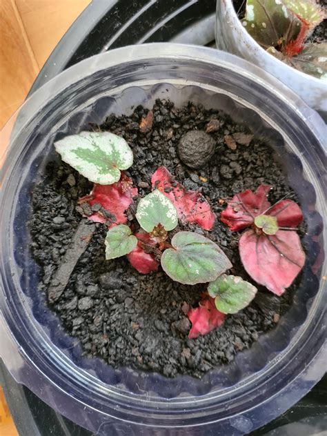An Upgrade On My Begonia Propagation Link To The Previous Post In The First Comment R