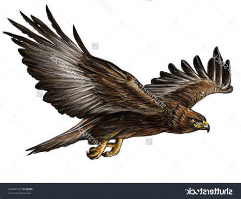 Flying Eagle Drawing