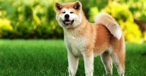 Akita Colors Most Common To Rarest