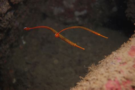 Дайвинг Экскурсии Skyline