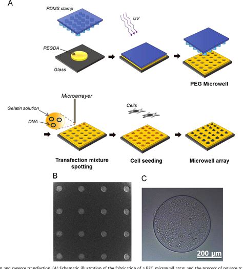 Cell Based High Throughput Odorant Screening System Through Visualization On A Microwell Array