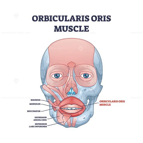 Orbicularis Oris Muscle