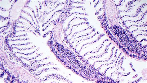 Mouse Histology And Phenotyping Laboratory Mouse Histology